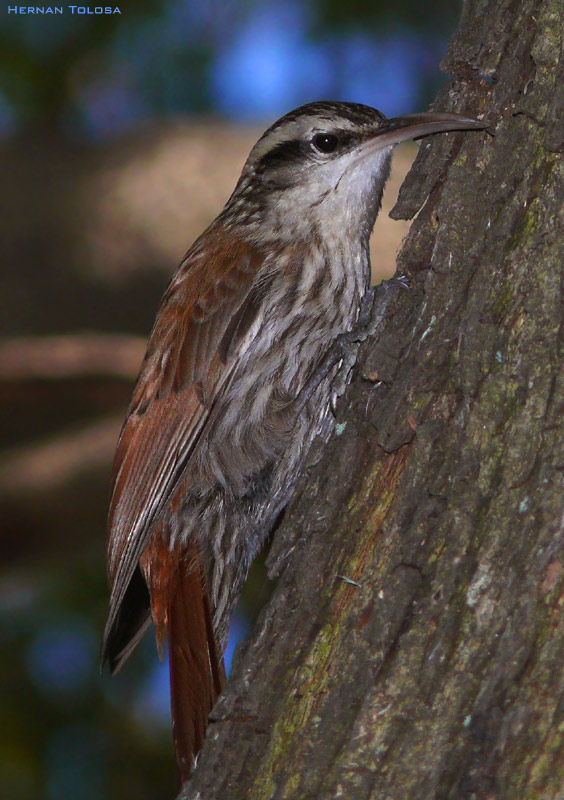 Chinchero Chico (Lepidocolaptes angustirostris) - EcoRegistros