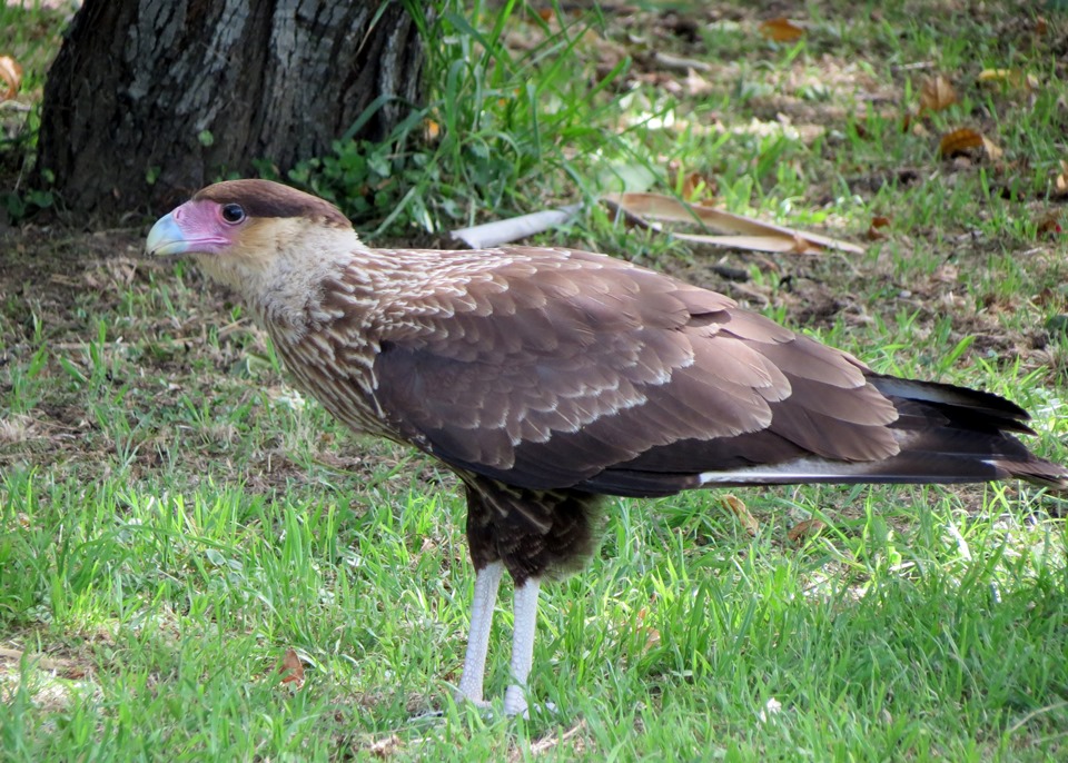 Carancho (Caracara plancus) - EcoRegistros