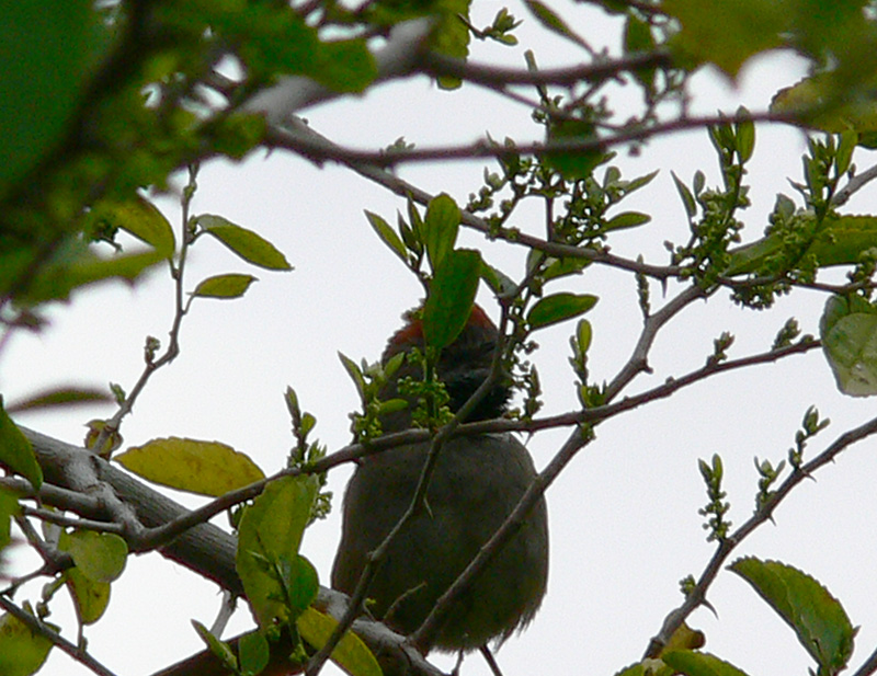 Pijuí Frente Gris (Synallaxis frontalis) - EcoRegistros