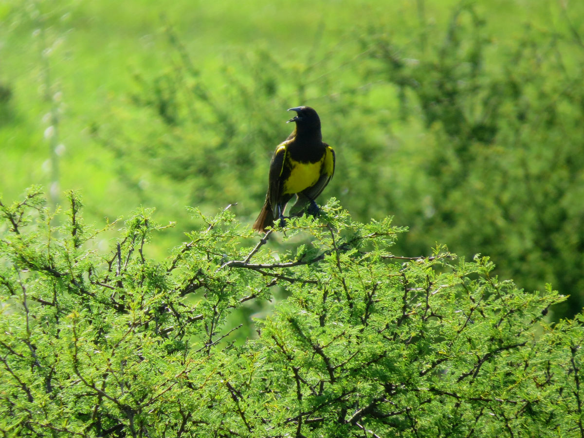 Pecho Amarillo Grande (Pseudoleistes guirahuro) - EcoRegistros