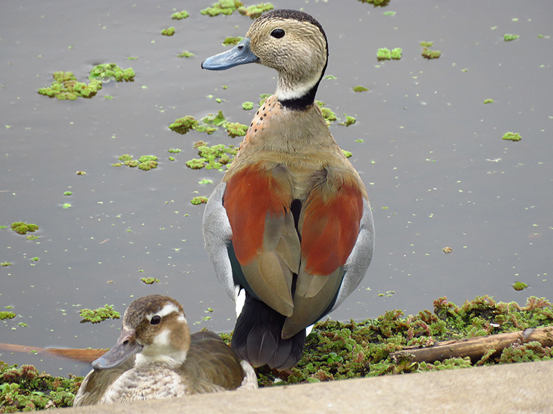Pato de Collar (Callonetta leucophrys) - EcoRegistros
