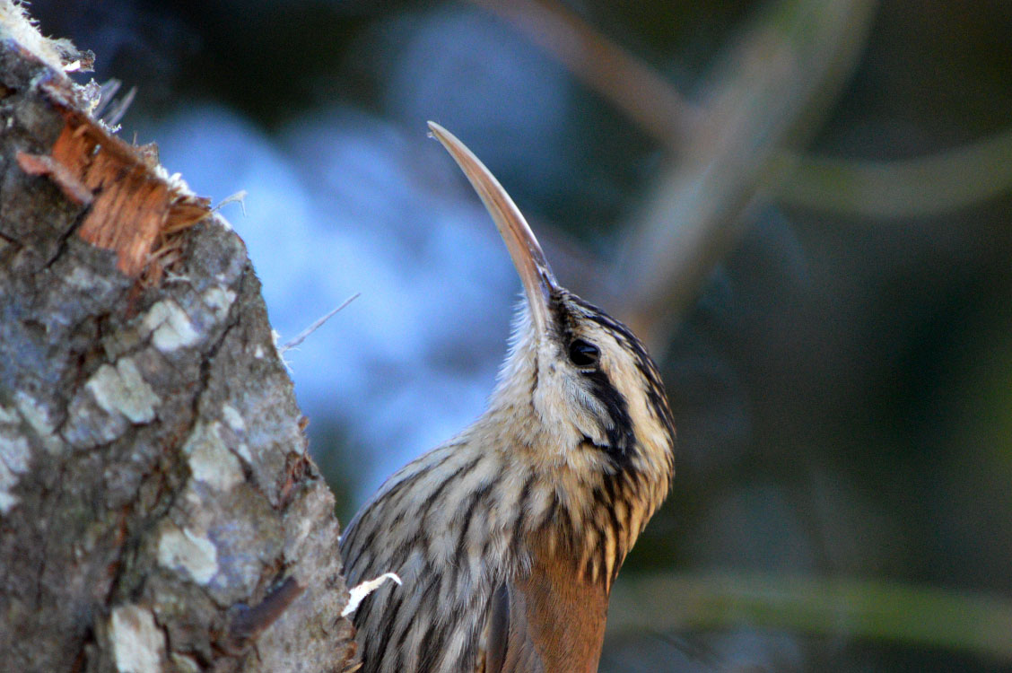 Chinchero Chico (Lepidocolaptes angustirostris) - EcoRegistros