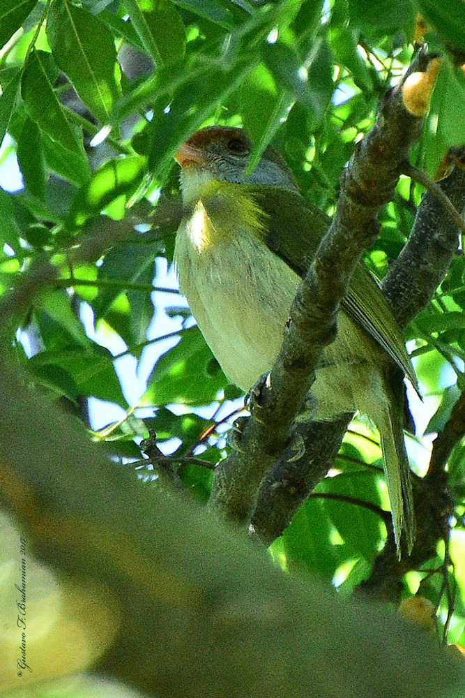 Juan Chiviro (Cyclarhis gujanensis) - EcoRegistros