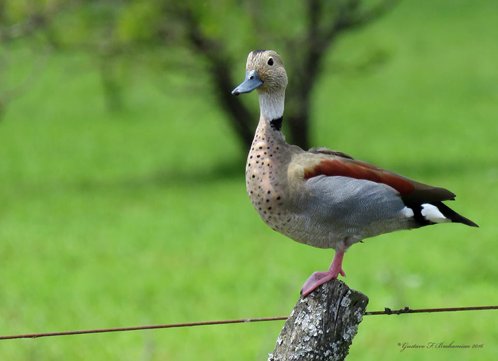 Pato de Collar (Callonetta leucophrys) - EcoRegistros