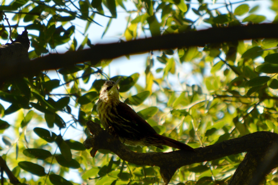 Chinchero Chico (Lepidocolaptes angustirostris) - EcoRegistros