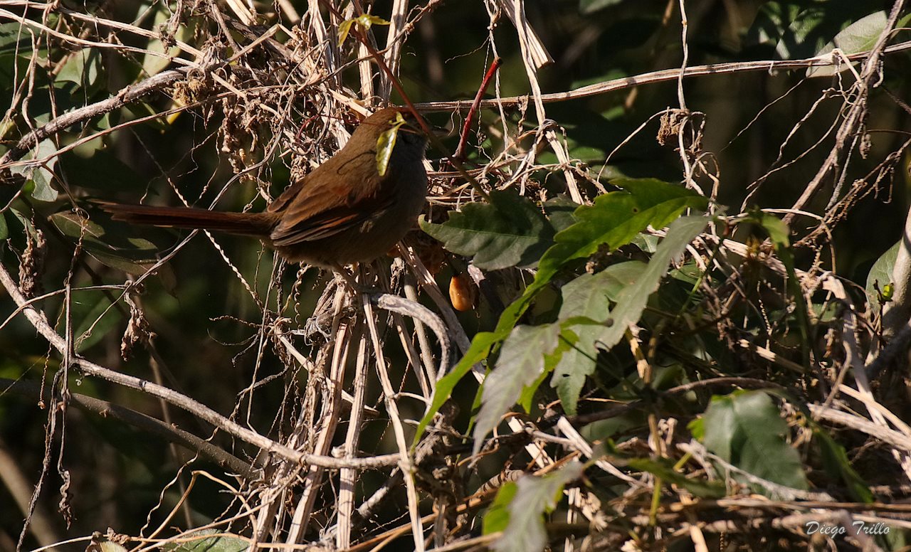 Pijuí Frente Gris (Synallaxis frontalis) - EcoRegistros