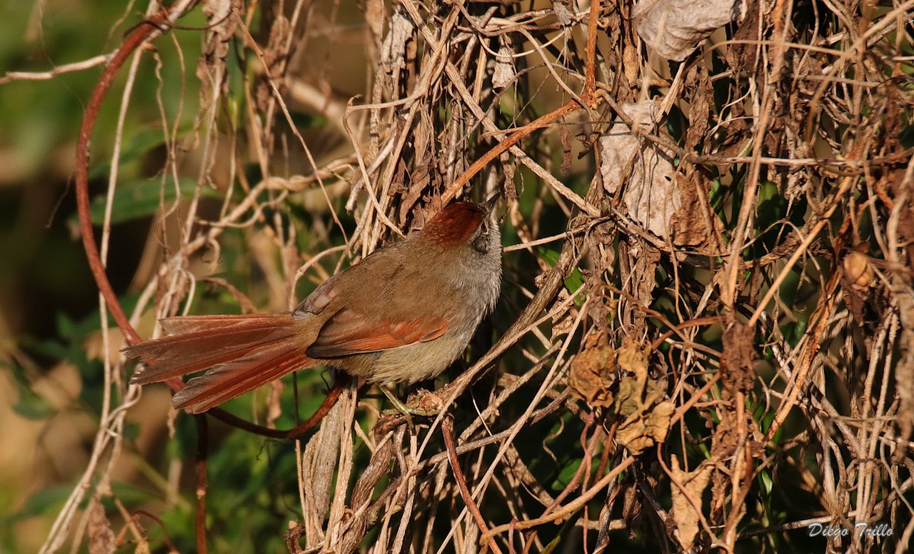 Pijuí Frente Gris (Synallaxis frontalis) - EcoRegistros