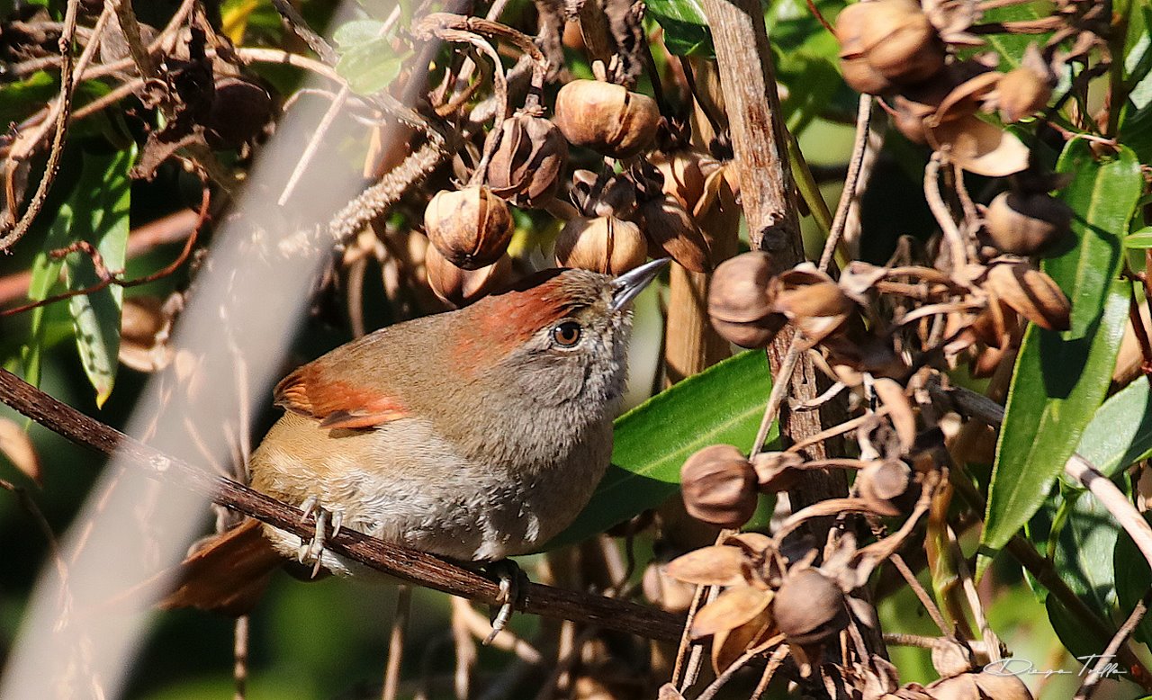 Pijuí Frente Gris (Synallaxis frontalis) - EcoRegistros