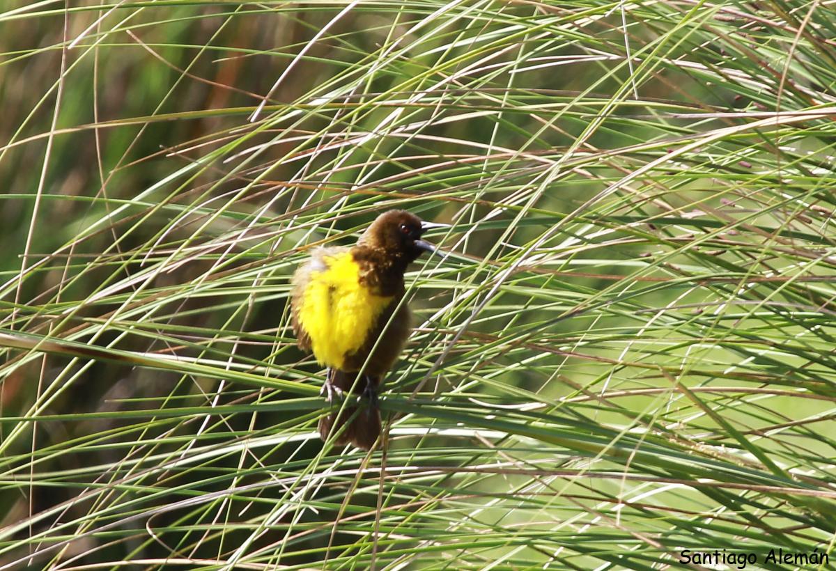 Pecho Amarillo Común (Pseudoleistes virescens) - EcoRegistros